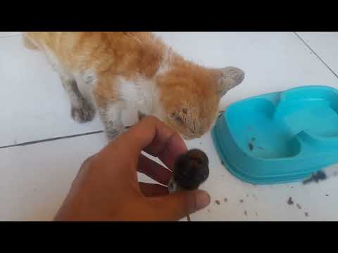 OBATI KUCING TERKENA SCABIES /JAMUR