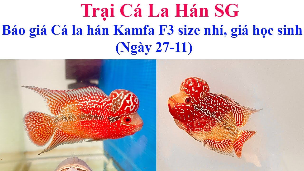 Báo giá cá la hán Kamfa F3 size nhí giá học sinh (Ngày 27-11) - Trại Cá ...