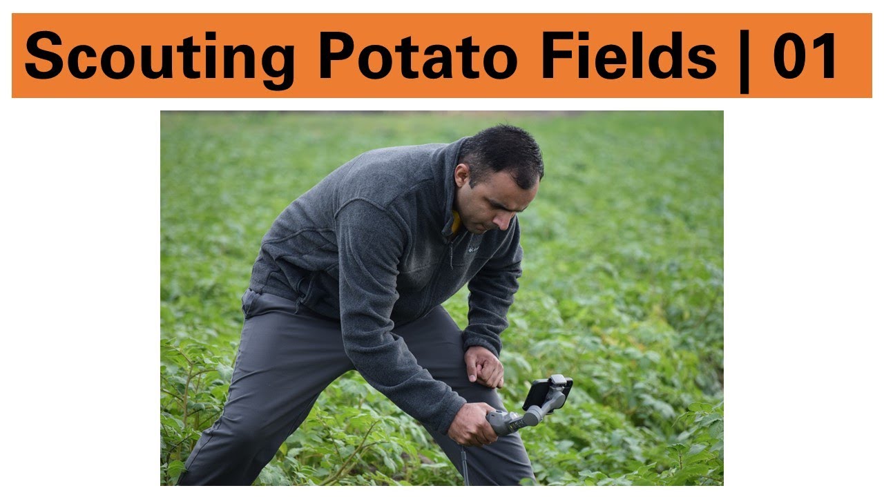 Scouting Potato Fields | Coming soon... - YouTube
