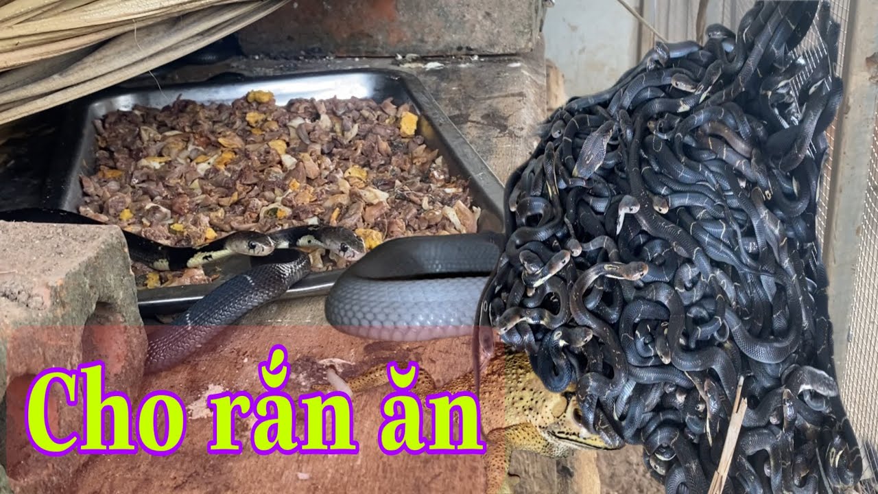 Chia sẻ kinh nghiệm nuôi rắn hổ mang ||xem trực tiếp cả đàn rắn hổ mang ...