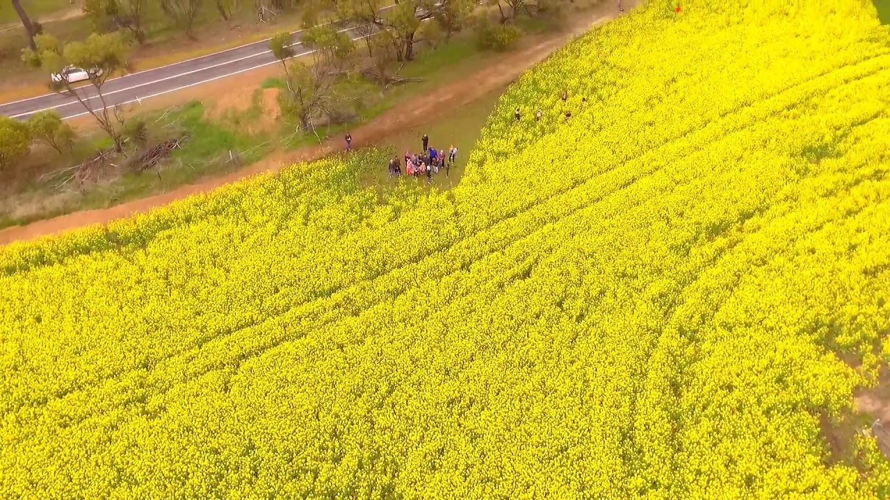 Drone Footage of York Canola Field, Shire of York, Western Australia ...
