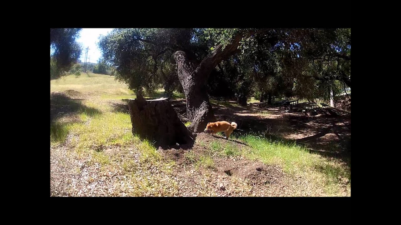 Shiba Inu Ground Squirrel Hunt 1080p - YouTube