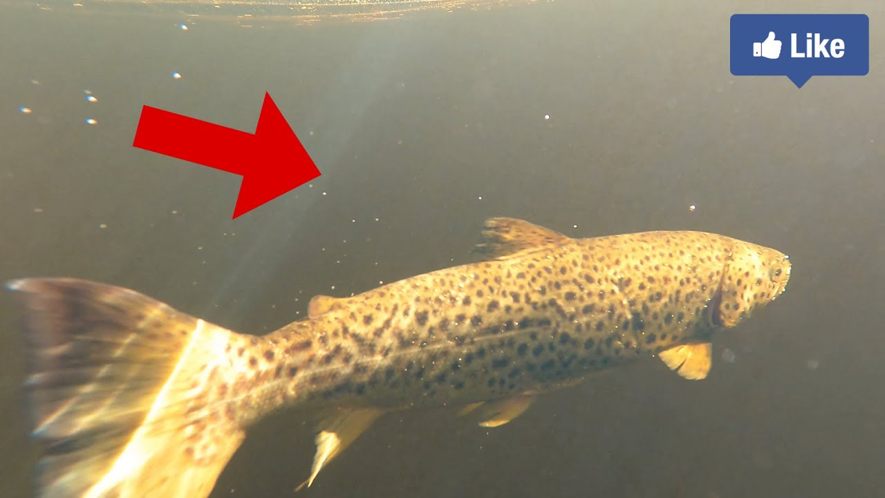 This BIG Fish JUMPED into my Boat! Must Watch! - YouTube