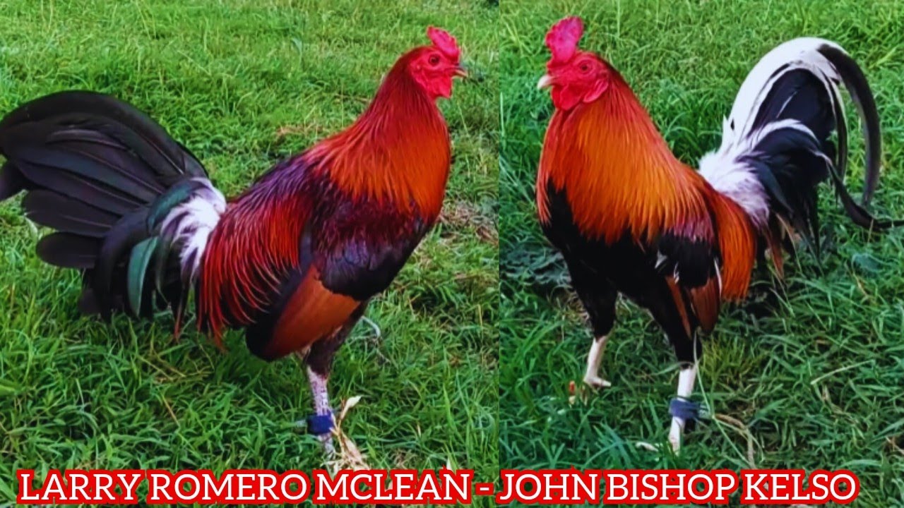FOR EXPO Larry Romero McLean John Bishop Kelso Yellow Legged Hatch ...
