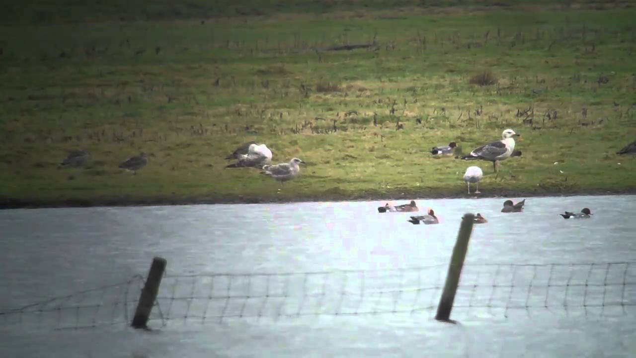1st winter Caspian Gull at RSPB Saltholme - YouTube