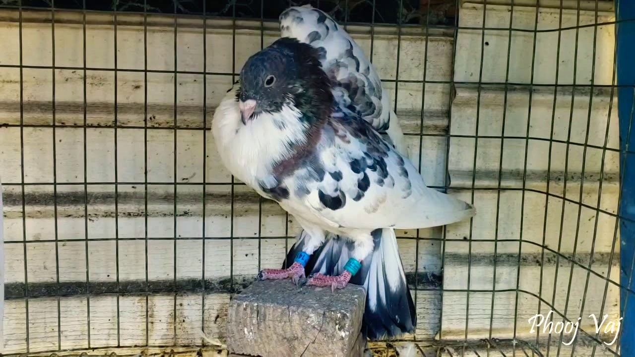 Cuban Pouter - My Youngster - 1/28/2020 - YouTube
