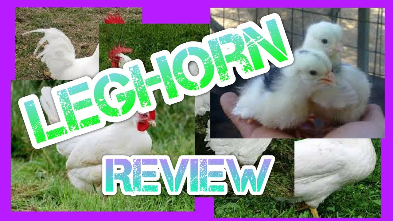 Gallina Italiana Leghorn | Review - YouTube
