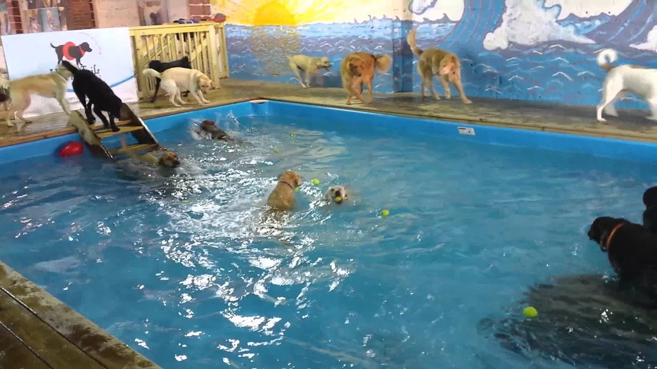Happy Tails Pool Party - YouTube