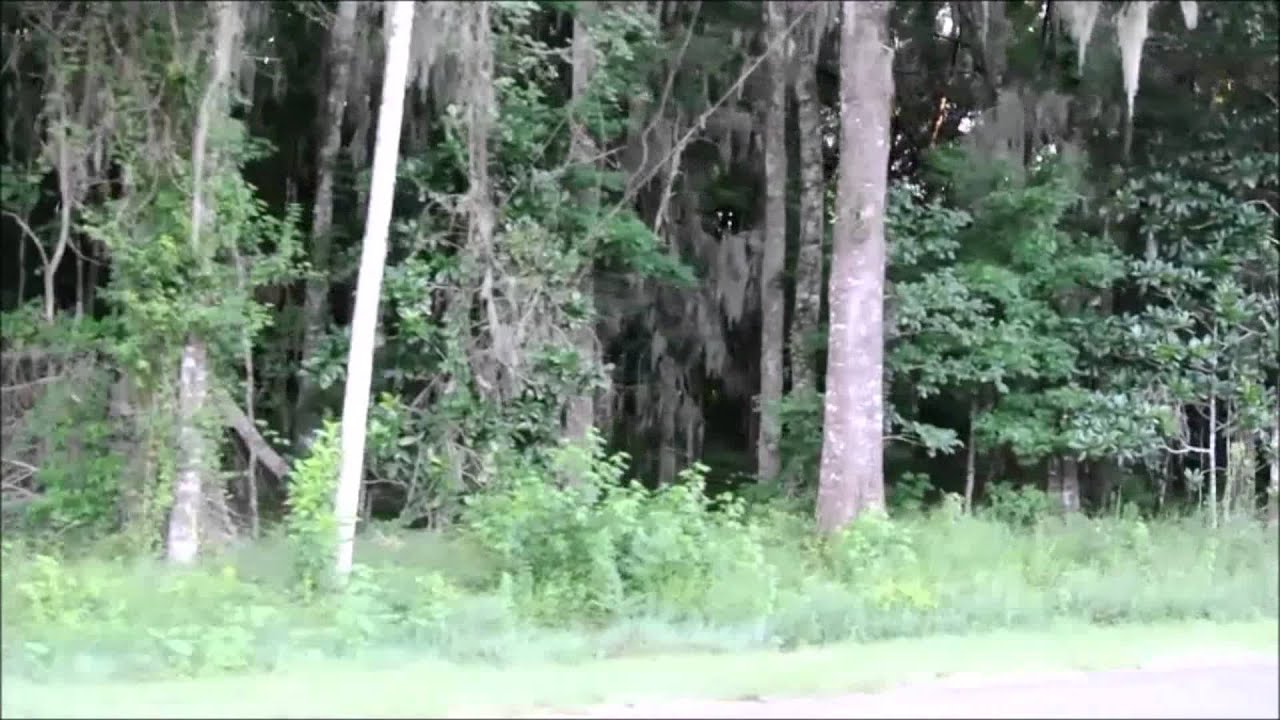 Nikon 1 J2 video sample