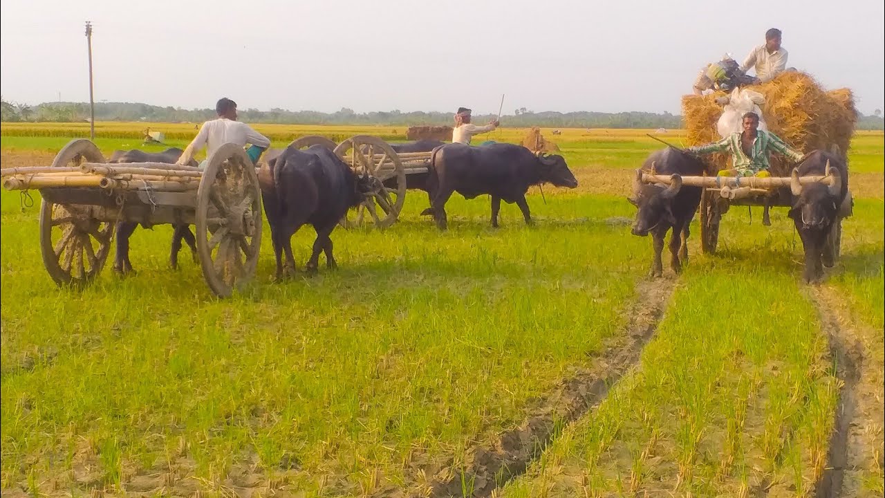 3 Buffalo Cart Face to Face with Paddy Fild//Paddy Transport System ...