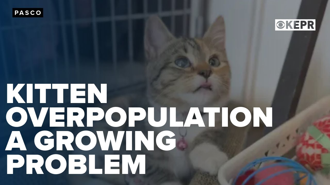 Rescue saves 15 kittens in dire conditions - YouTube