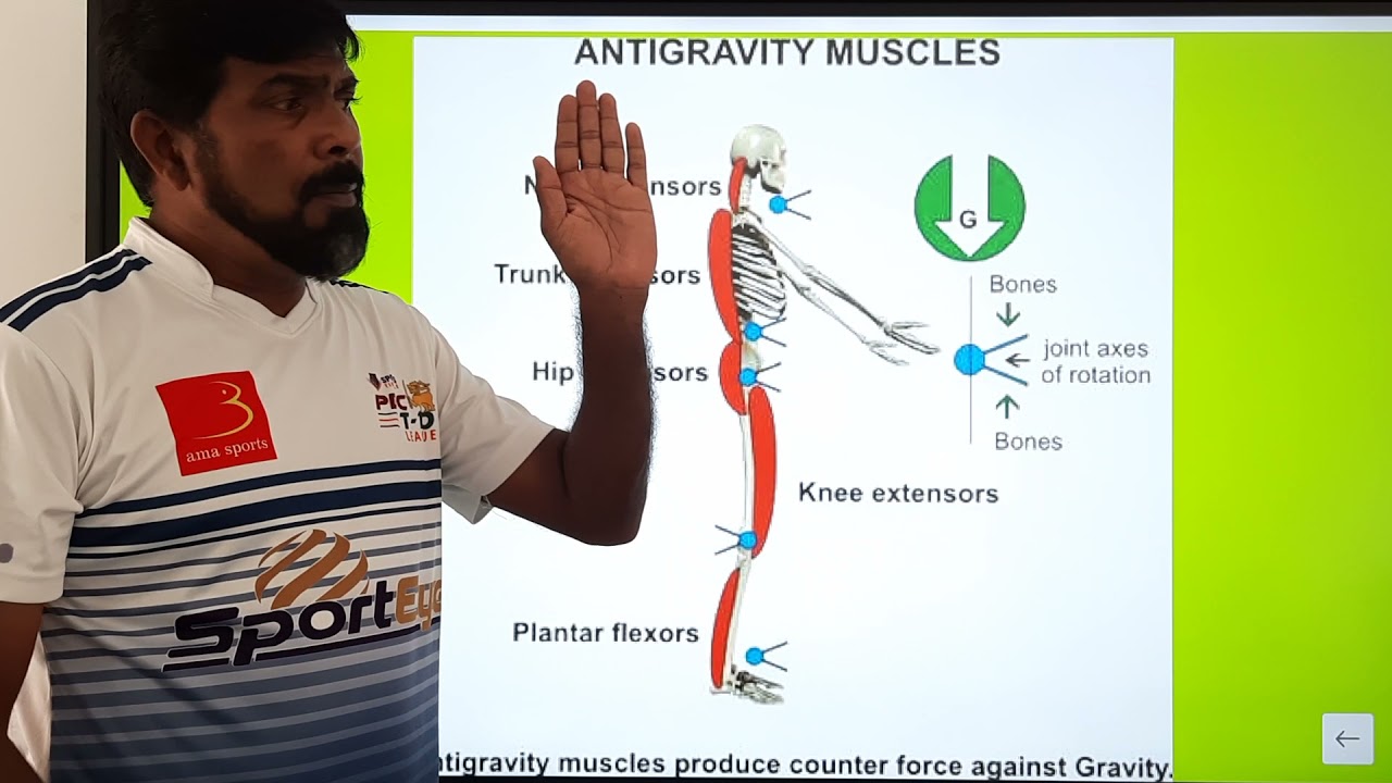 Lesson 02 - Antigravity Muscles - YouTube