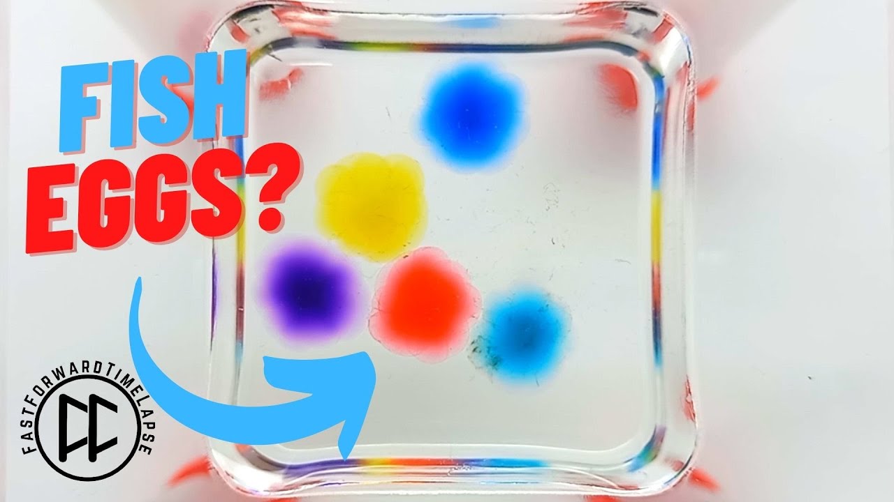 Orbeez Growing (Close Up) || Time lapse - YouTube