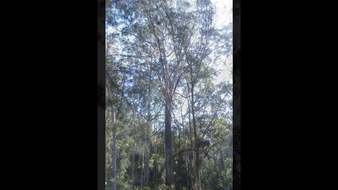 Plant ID: Blackbutt (Eucalyptus pilularis) - YouTube