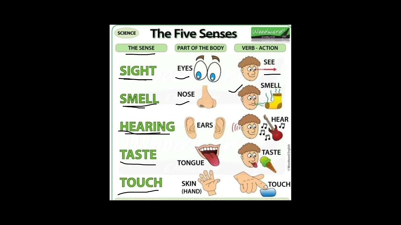 5 senses 👁️👅👃👂 | five sense organs name | पांच इंद्रियों के नाम बताइए ...