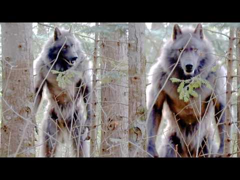 Every Dogman Sighting Happens in the Same 5 Places