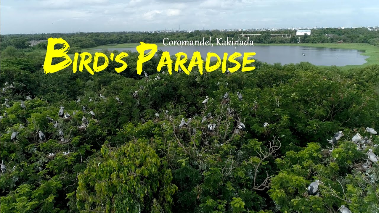 Bird's Paradise - Coromandel, Kakinada - YouTube