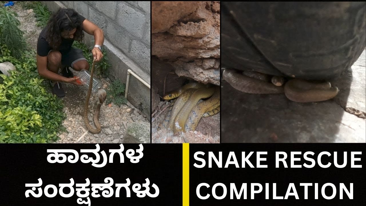 SNAKE RESCUE COMPILATION (SNAKE RESCUE #132) - YouTube