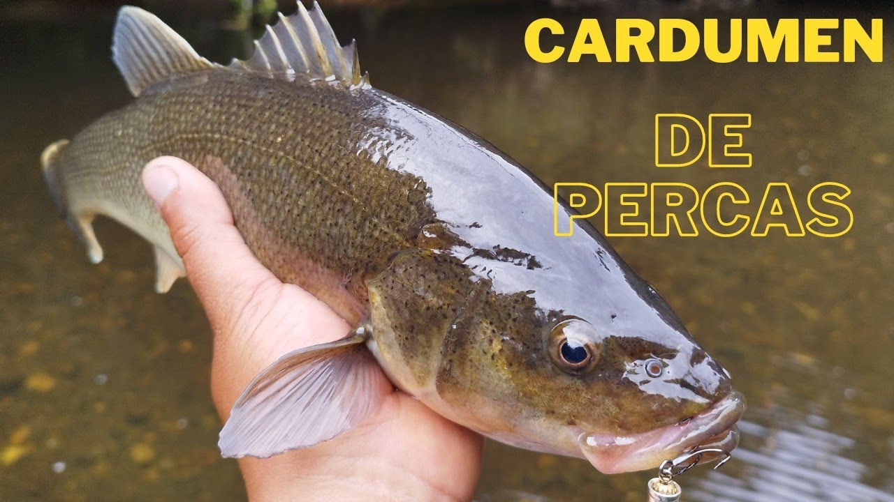 Pesca de Truchas en Chiloé | Última salida de la temporada 2022-2023|Me ...