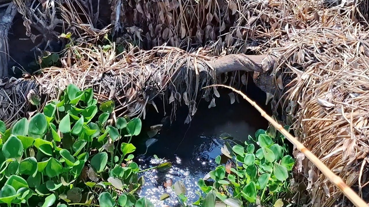 EM BUSCA DO TRAÍRÃO AMAZÔNICO NO IGARAPÉ DO RIO TELES PIRES /PESCARIA ...
