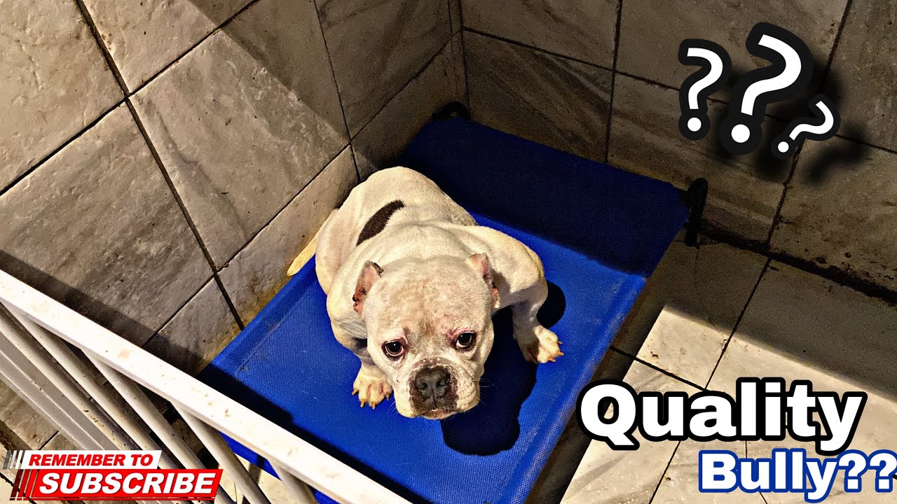 What Is A Quality Micro/Nano Bully? - YouTube