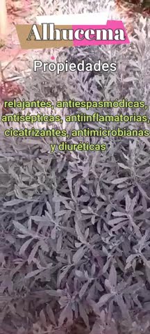 Alhucema, propiedades #shorts #natural - YouTube