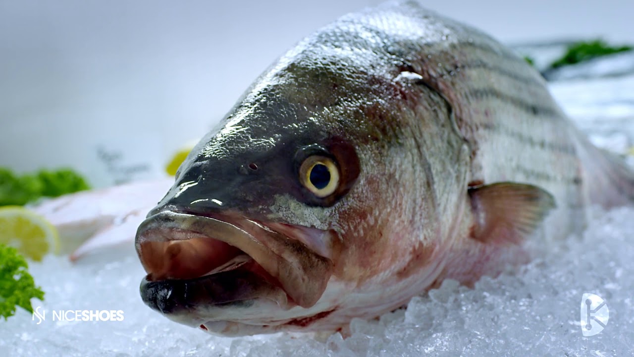 Epanova Fishtalk - Talk Show - YouTube