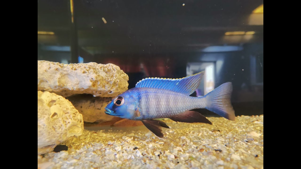 Placidochromis Electra deep water hap - YouTube