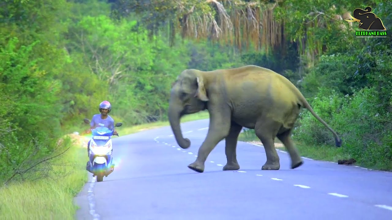 The fierce elephant that attacks motorcycles has come to the road and ...