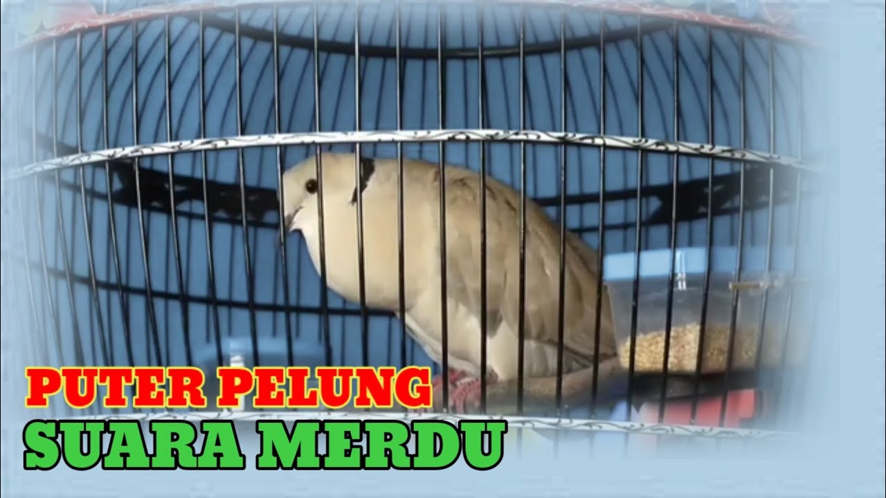 puter pelung gacor dor suara merdu dan panjang - YouTube