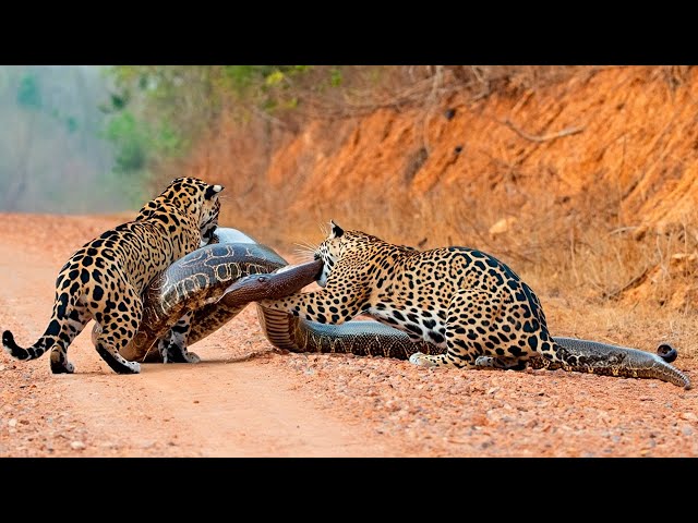 Jaguar Vs Anaconda Archives Animal Creative Facts
