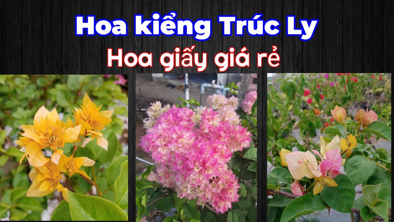 31/7/23 Hoa giấy đổi màu giá rẻ sufia, chitra ice, kép vàng, kép phớt ...
