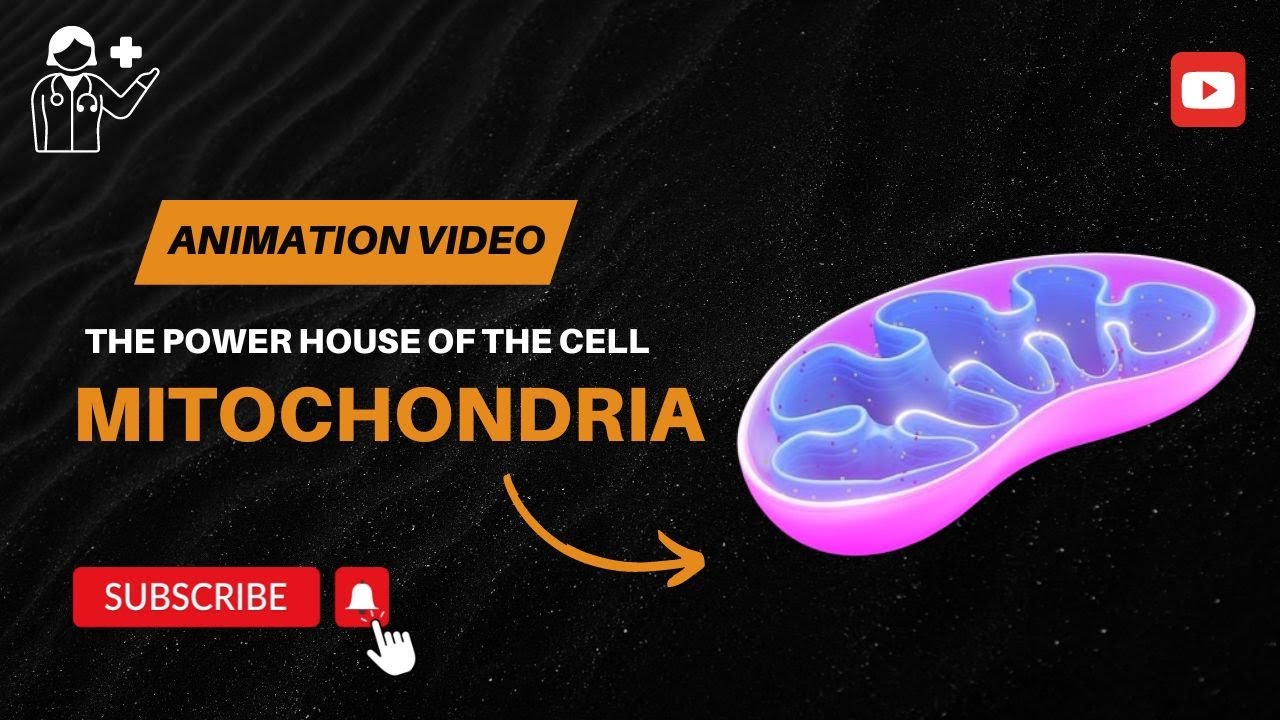 What is Mitochondria - The Power House of the Cell | Animation Video ...