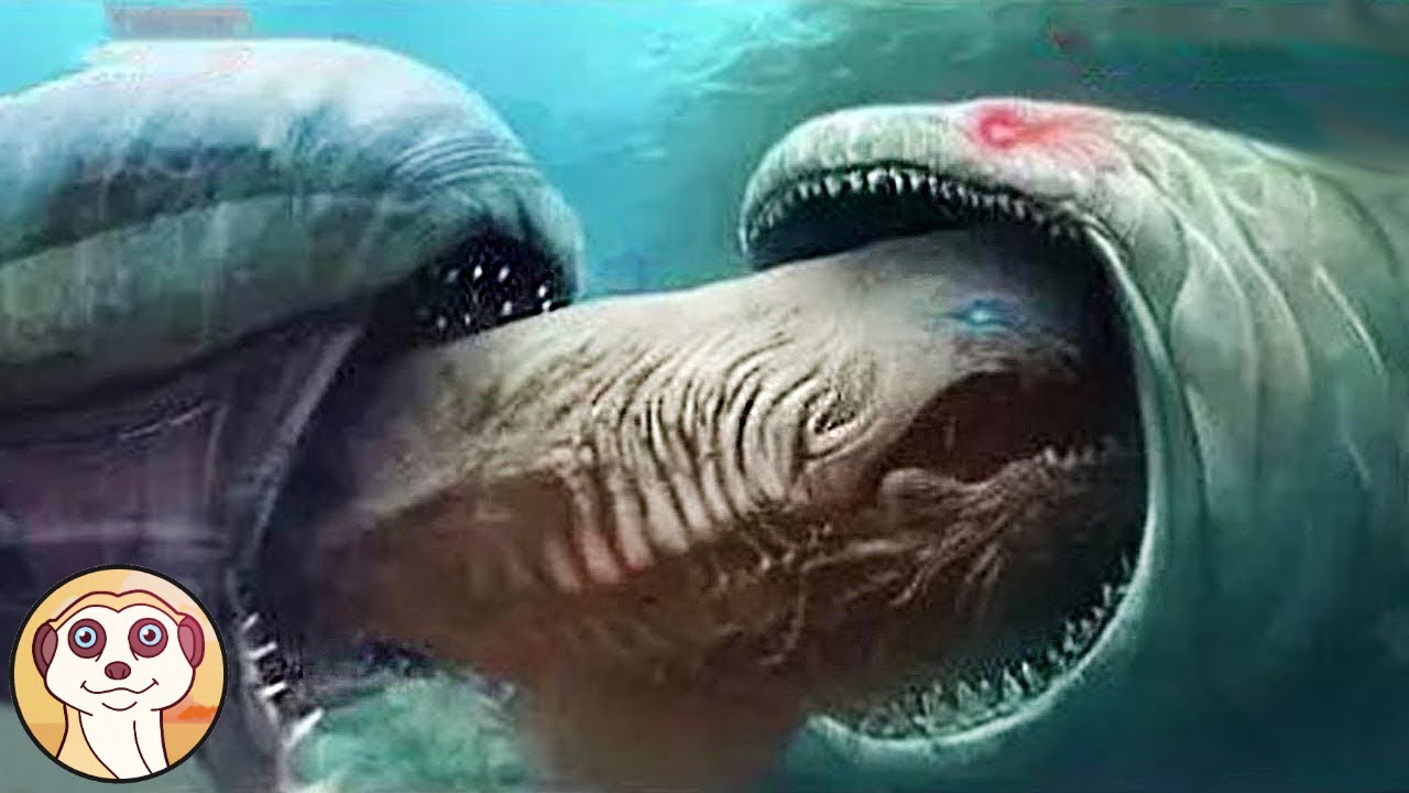 ECCO COME IL MEGALODONTE CACCIAVA LE SUE PREDE - YouTube