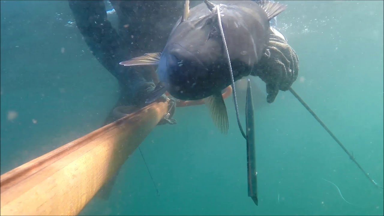Captures - green jobfish - Aprion - Aprion viriscens - YouTube