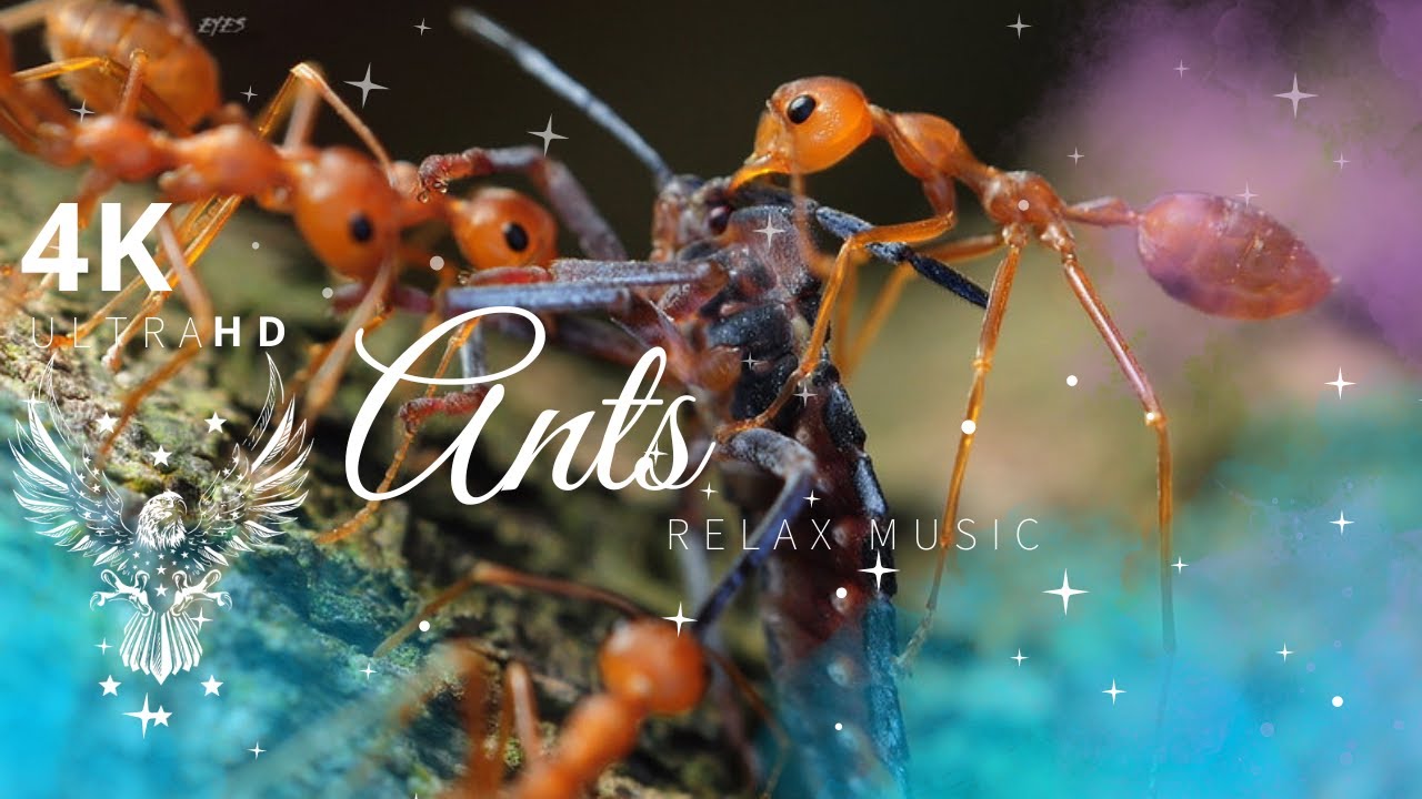 [4K] Ants A Fascinating World of Organized Chaos - YouTube