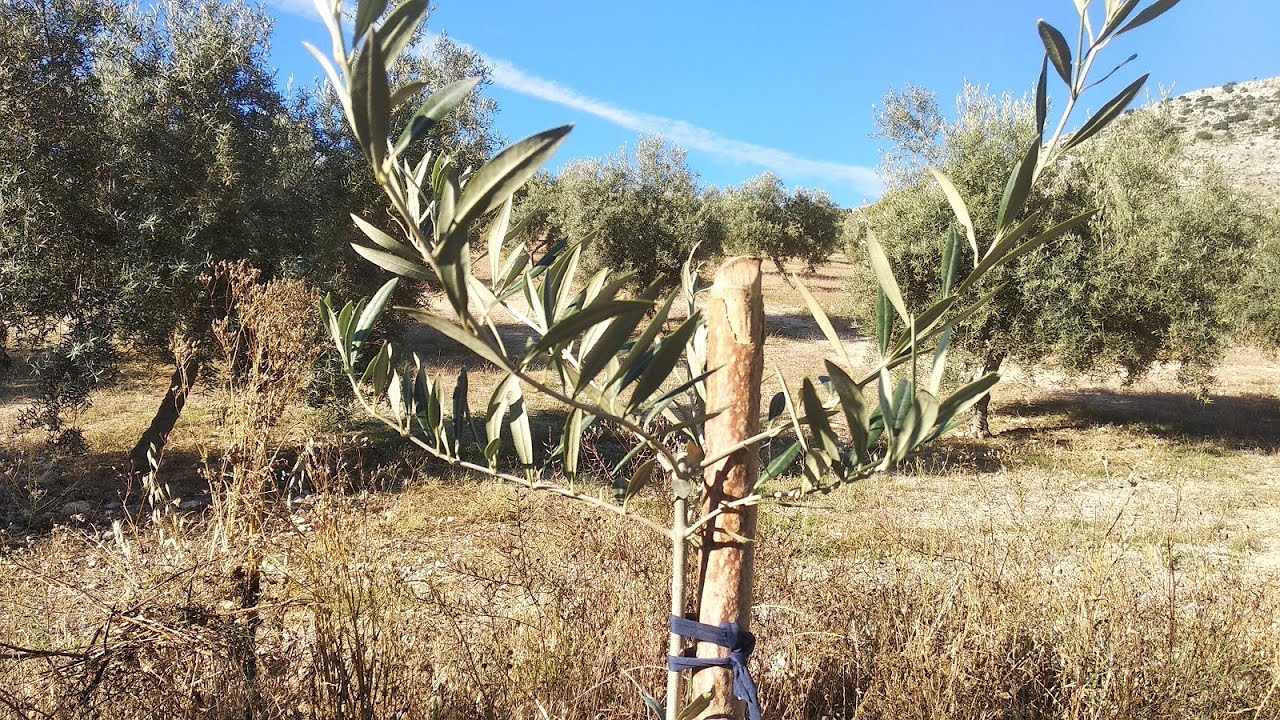 Primera poda de un olivo - YouTube