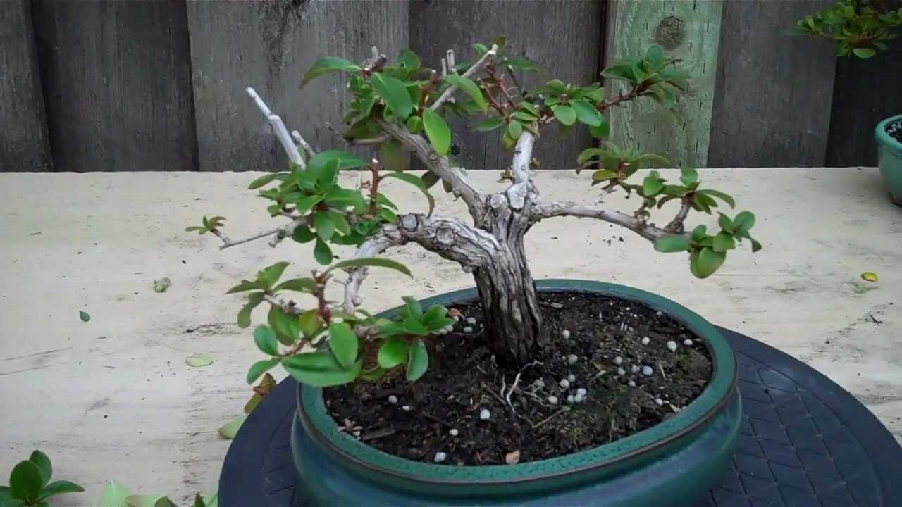 The Escallonia Bonsai Project Part III One Year Later.mp4 - YouTube