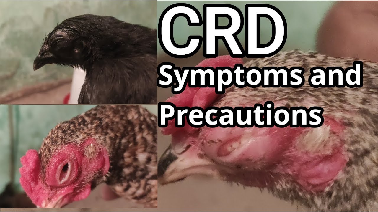 Poultry CRD CRD What Is poultry-crd-crd-what-is