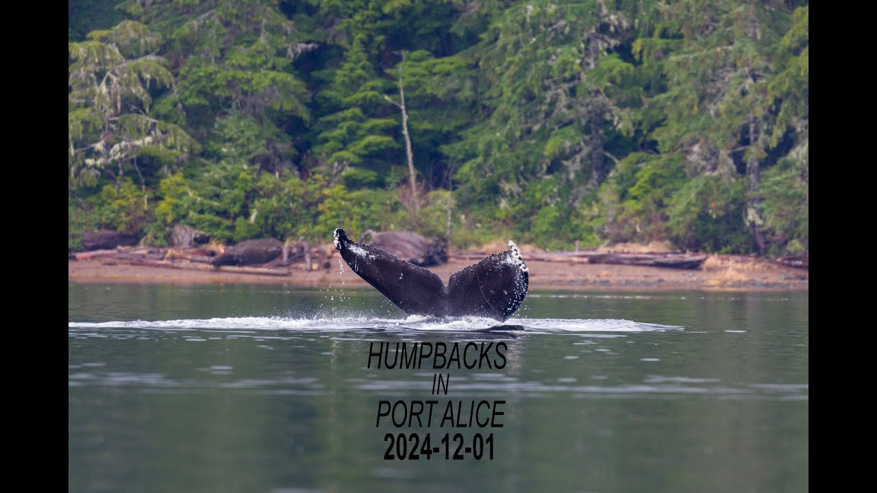 Humpbacks in Port Alice 2024 12 01 - YouTube