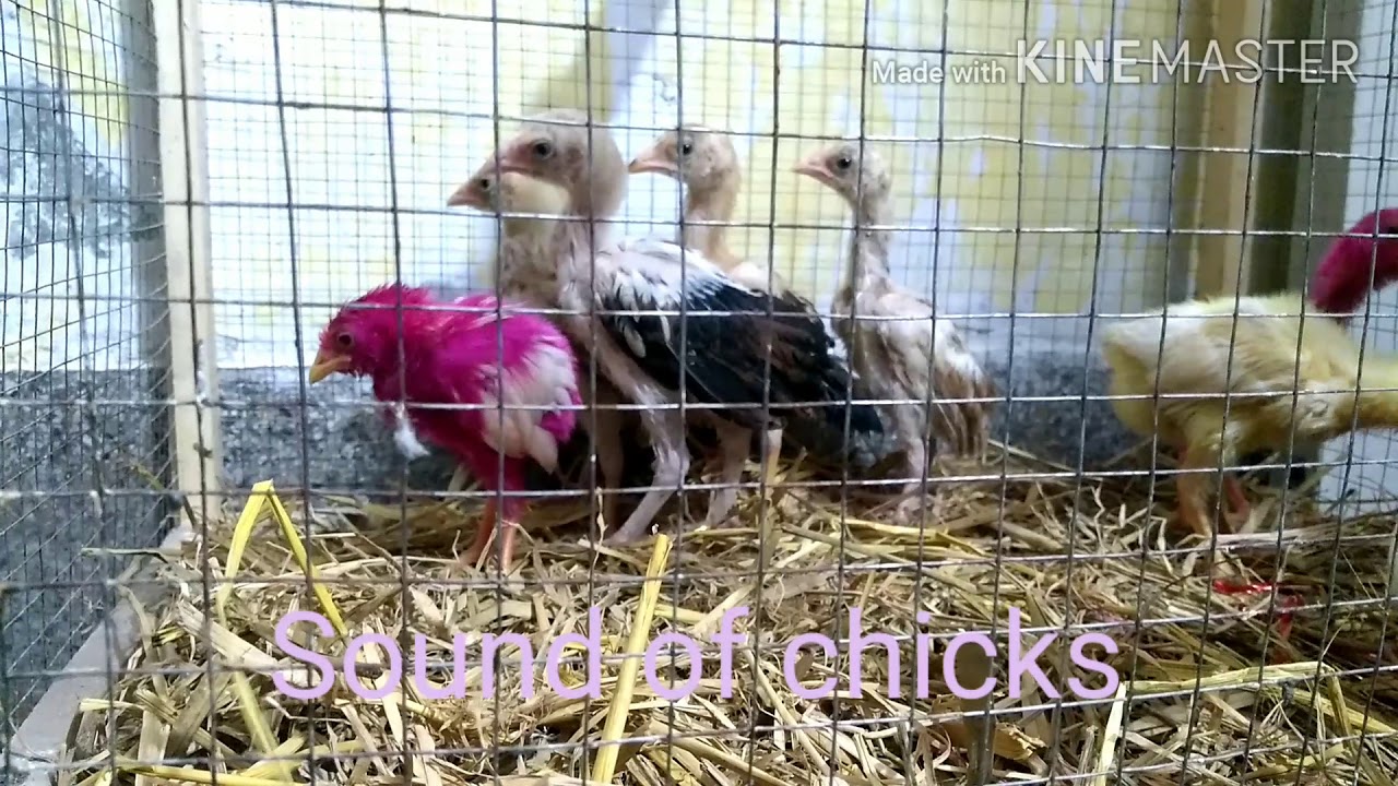 Chicks sound - YouTube