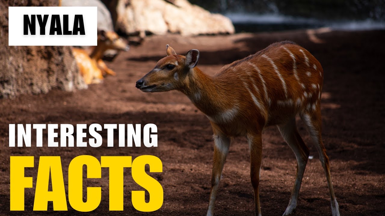 Exploring the Fascinating World of Nyala | Interesting Facts | The ...
