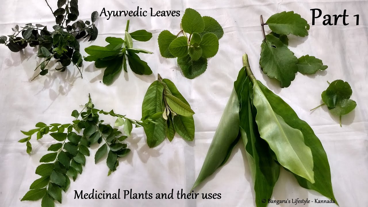 Medicinal Plants & their Uses ( part 1 ) | ಔಷಧೀಯ ಸಸ್ಯಗಳು ಮತ್ತು ಅವುಗಳ ...