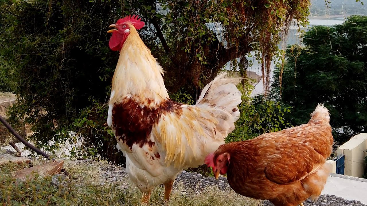 Roosters Crowing Competition - YouTube