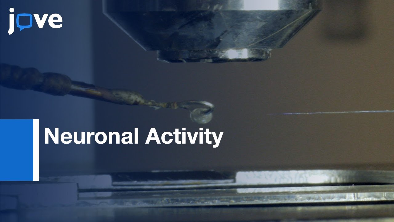 Neuronal Activity with Microiontophoretics: Extracellular Recording ...