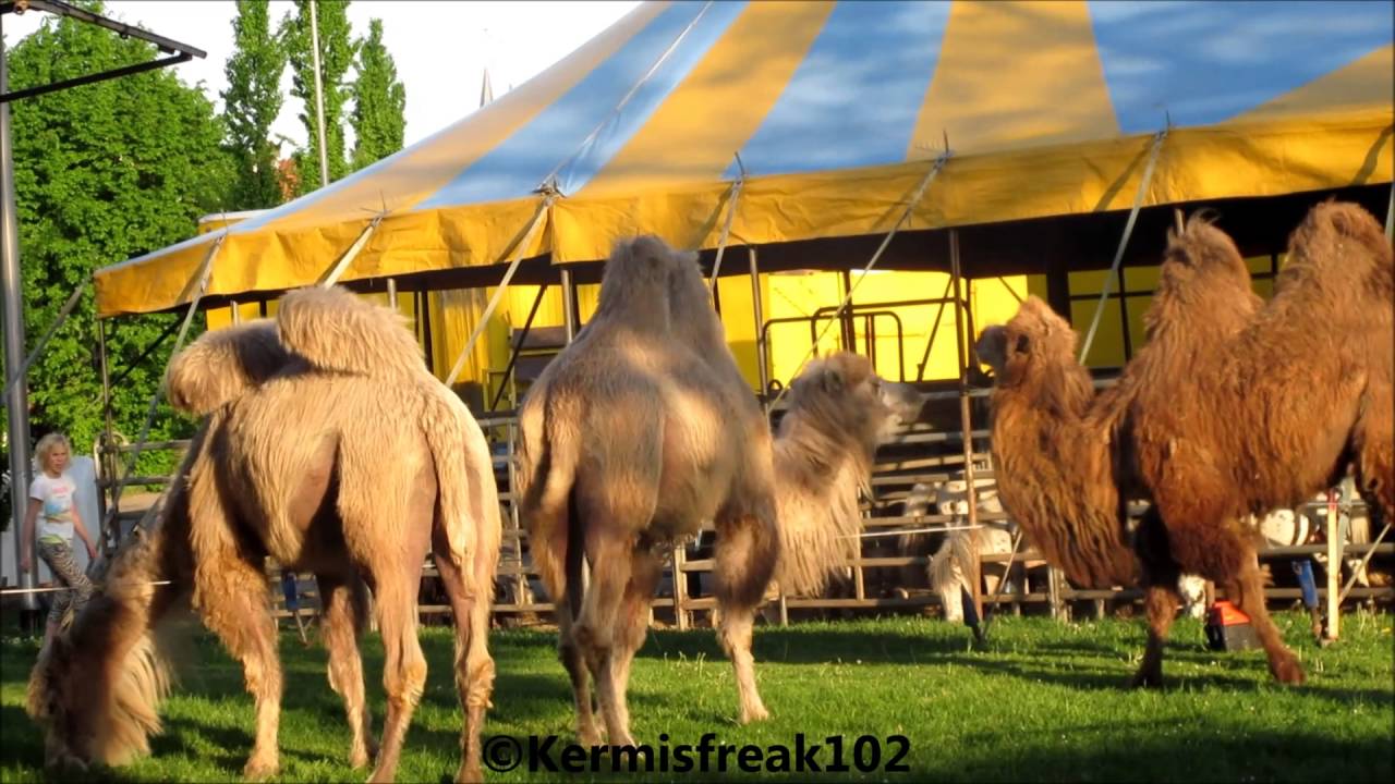 Circus Renz International in Winterswijk 2016 - YouTube