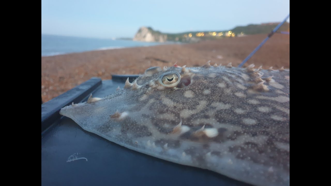 Fishing Dover|Rays and bass| Sea Fishing Kent - YouTube