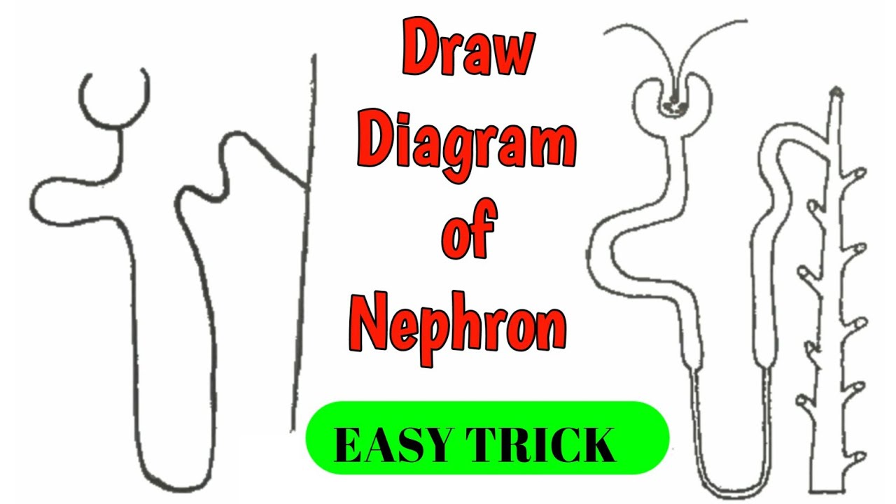 how to draw nephron | how to draw diagram of nephron | how to draw ...