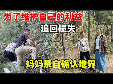老家祖传的山林被人破坏，大批量砍伐，一分钱不给 ，妈妈被气坏了，赶紧回家追回损失 真是太欺负人了