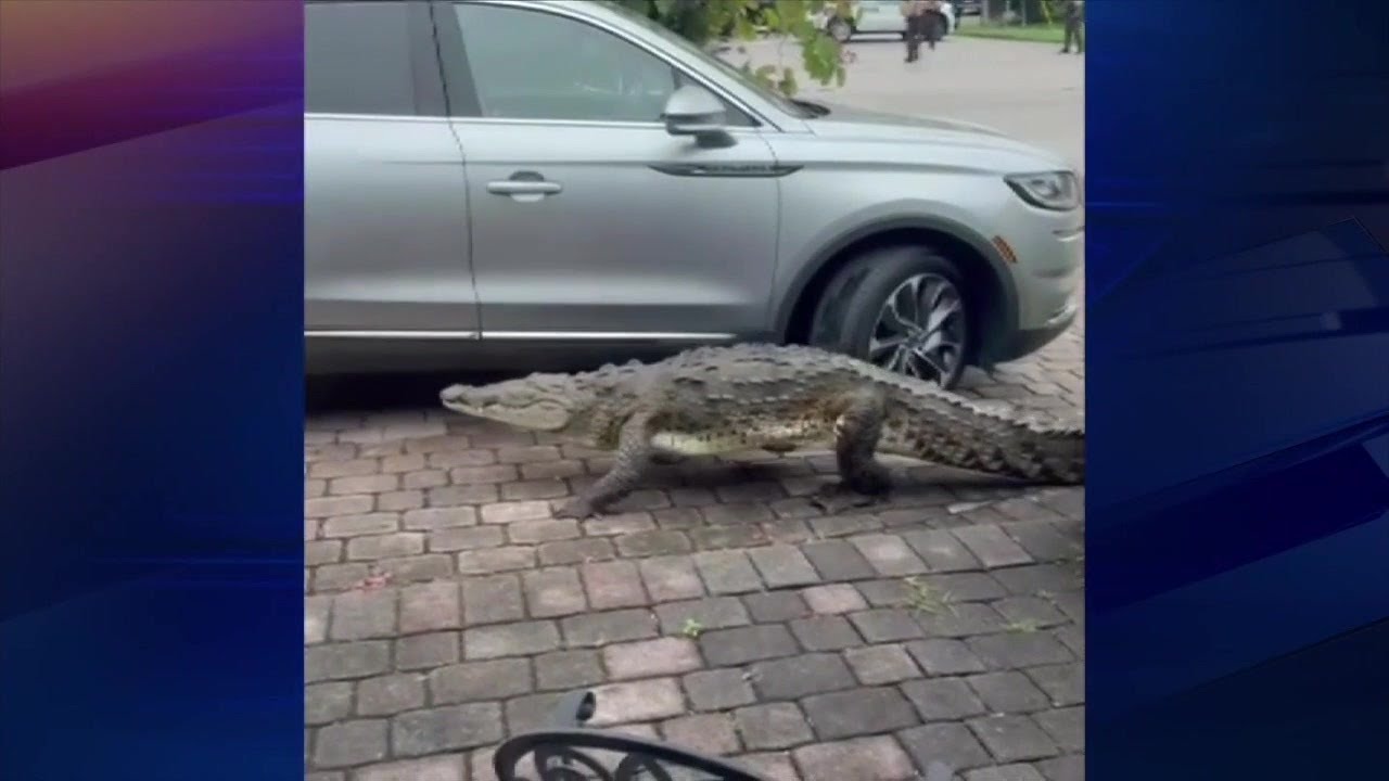 Community on high alert after crocodile is seen outside of home in NE ...